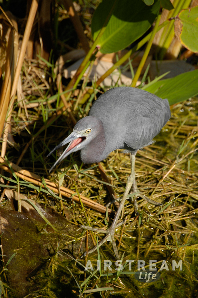 Best National Parks for winter Airstreaming